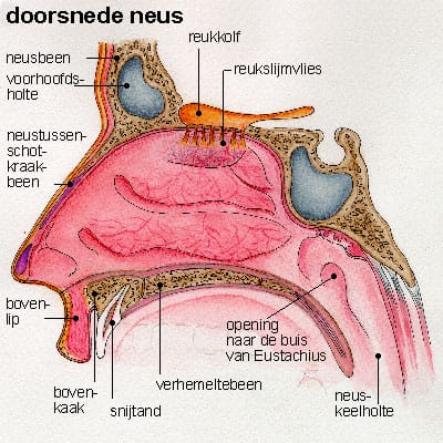 afbeeldingen van het menselijk lichaam