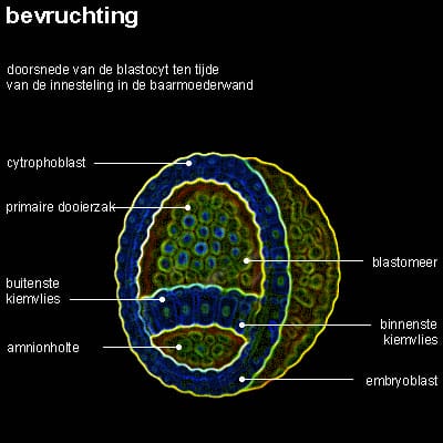afbeeldingen van het menselijk lichaam