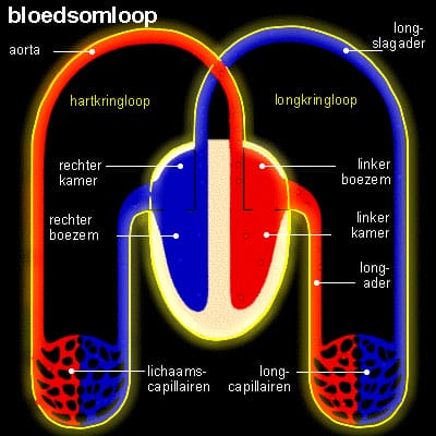 afbeeldingen van het menselijk lichaam
