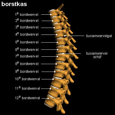 afbeeldingen van het menselijk lichaam