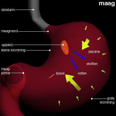 afbeeldingen van het menselijk lichaam