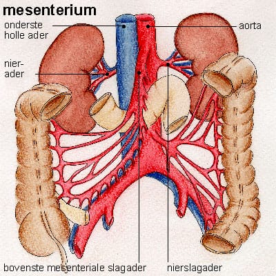 afbeeldingen van het menselijk lichaam