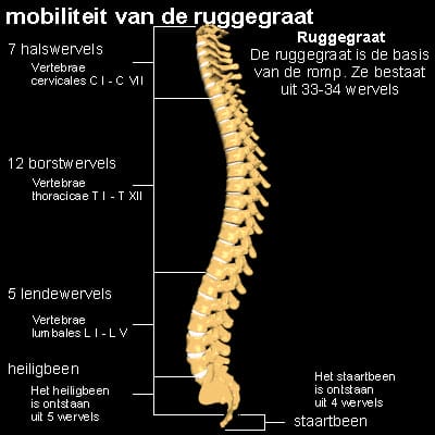 afbeeldingen van het menselijk lichaam