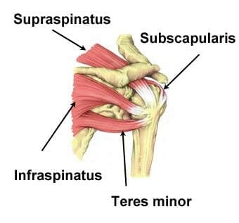 De rotatorenmanchet (rotator cuff) en het impingement syndroom ...