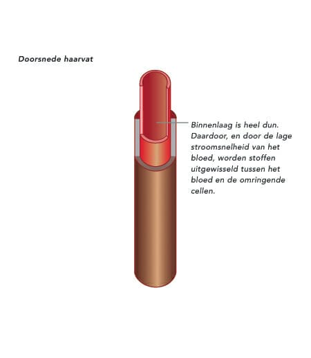 Opperhuid (epidermis) | Huid | Menselijk Lichaam