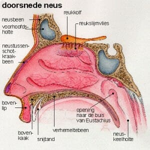 Neusholte | Ademhaling | Menselijk Lichaam