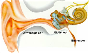Uitwendig oor | Het oor | Menselijk Lichaam