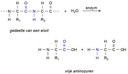 Eiwit proteïne | Gezond leven | Menselijk Lichaam
