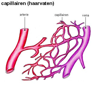 Opperhuid (epidermis) | Huid | Menselijk Lichaam