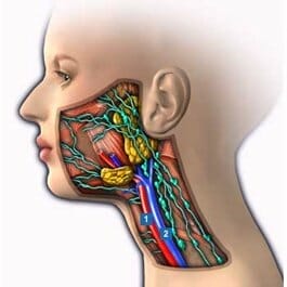 Halsslagader | Algemeen | Menselijk Lichaam