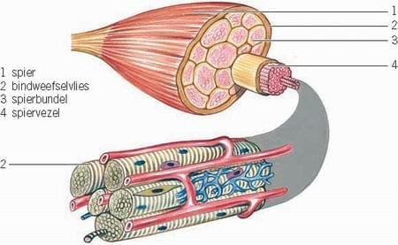 Spierweefsel | Spieren | Menselijk Lichaam