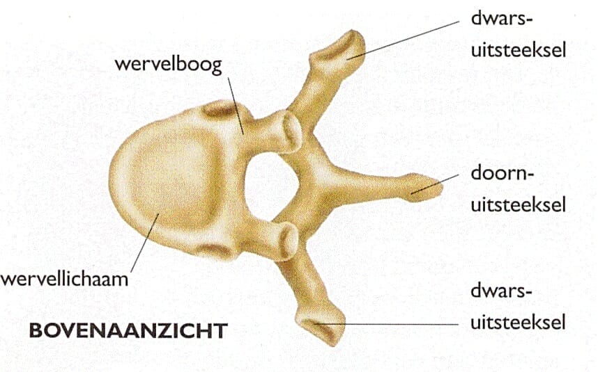 Wervel | Skelet | Menselijk Lichaam