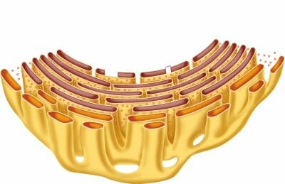 Glad Endoplasmatisch Reticulum De Cel | Biologielessen.nl