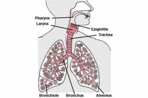 Onderste luchtwegen | Ademhaling | Menselijk Lichaam