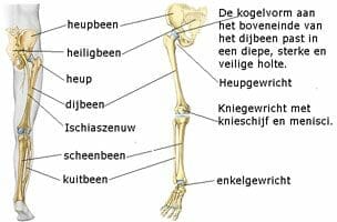 De anatomie van het menselijk lichaam: systemen, organen en hersenen