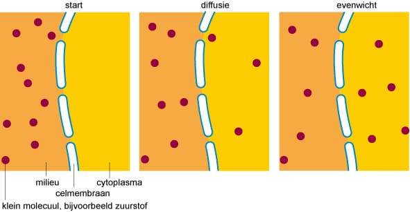 Diffusie | Cel | Menselijk Lichaam
