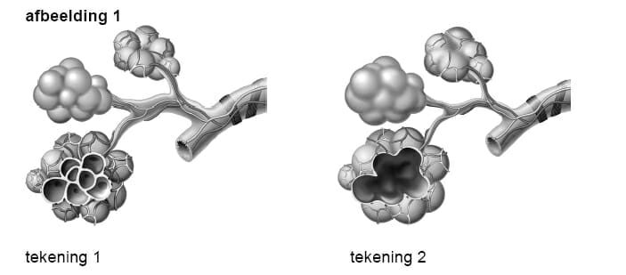 Longemfyseem | Algemeen | Menselijk Lichaam